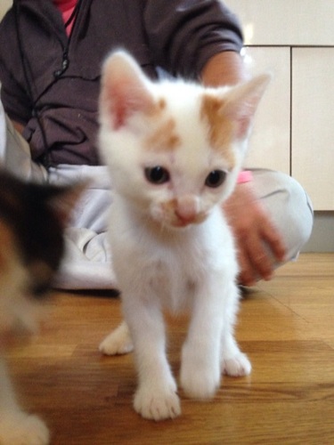 猫の赤ちゃん保護 (masamin) その他の猫の里親募集｜ジモティー