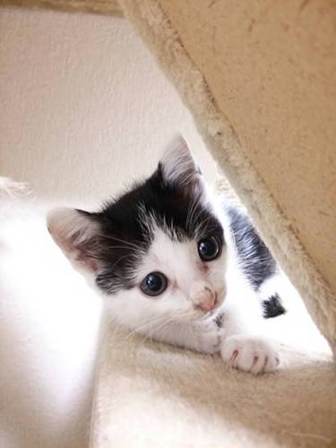 小さな白黒子猫さんの幸せ探し (Ruu) 上新庄の猫の里親募集｜ジモティー