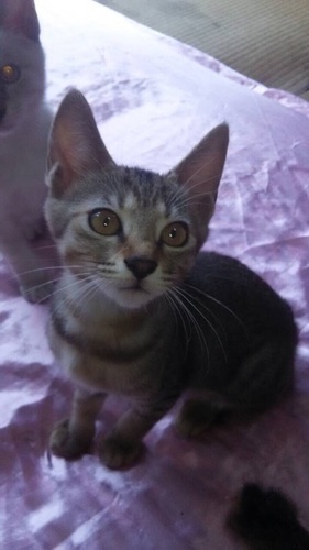 トラ猫（子猫） (あやな) 府中の猫の里親募集｜ジモティー