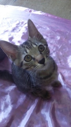 トラ猫（子猫） (あやな) 府中の猫の里親募集｜ジモティー