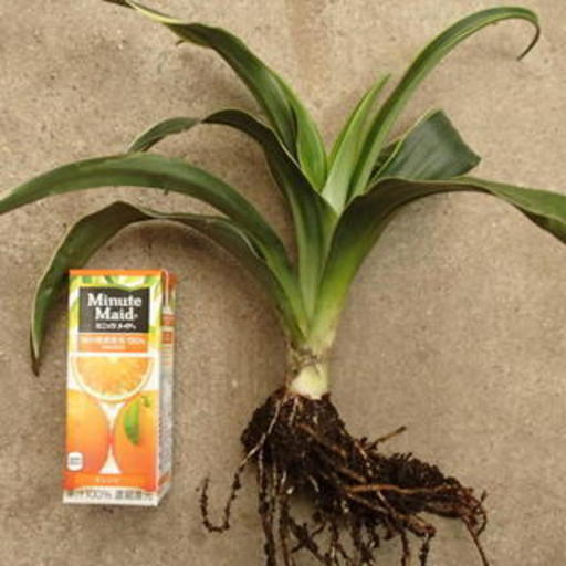 万年青/オモト苗 (minakin) 浜寺公園の家庭用品《ガーデニング》の中古あげます・譲ります｜ジモティーで不用品の処分