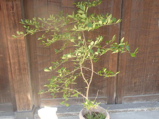 ナンジャモンジャの木（モクセイ科ヒトツバタゴ） (minakin) 浜寺公園の家庭用品《ガーデニング》の中古あげます・譲ります｜ジモティーで ...