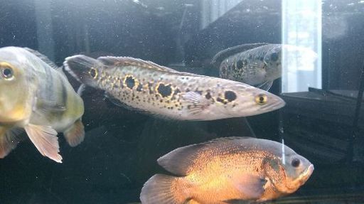 フラワートーマンを3980円から1000円に値下げします (ジモ) 多賀城のその他の中古あげます・譲ります｜ジモティーで不用品の処分