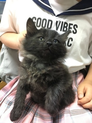子猫 ♂モフモフの黒猫くん 里親募集! まゆまゆ 足利市の猫の里親募集|ジモティー
