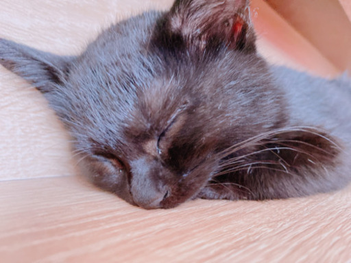 くろみ © (猫物語) 東大阪の猫の里親募集｜ジモティー