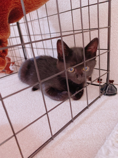 くろみ © (猫物語) 東大阪の猫の里親募集｜ジモティー