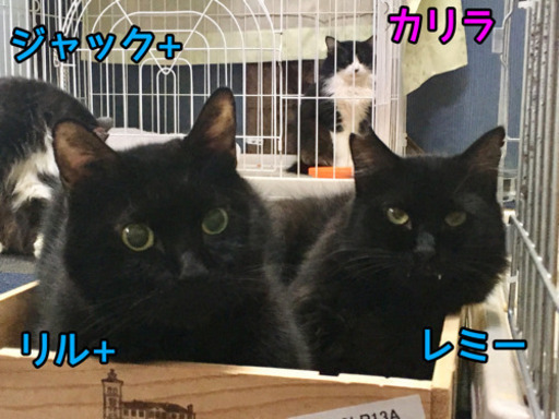 黒猫オスのリルの家族になってください。 玉サブロー 中野富士見町の猫の里親募集|ジモティー