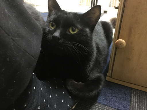 デカ黒猫のミラの家族になってください。 玉サブロー 中野富士見町の猫の里親募集|ジモティー