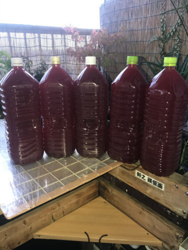 🍄PSB 自家製 2L 【残りわずか】 (Toshiプロフ必読) 上小田井のその他の中古あげます・譲ります｜ジモティーで不用品の処分