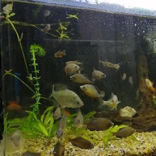 中古ソードテールが無料・格安で買える！｜ジモティー