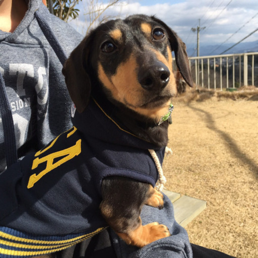 血統書付きカニヘンダックスフントブラックタン (Kai) 橋本のその他の里親募集｜ジモティー