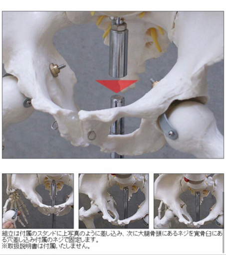 等身大の人体の骨格をリアルに表現!人体骨格模型 約166cm 等身大の人体の骨格をリアルに表現!人体骨格模型 約166cm