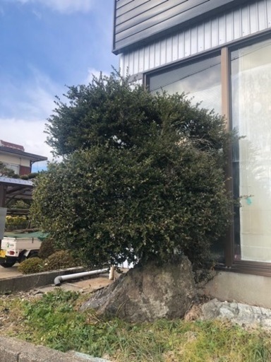 木もらってください！ (macaron) 久居の家電の中古あげます・譲ります｜ジモティーで不用品の処分