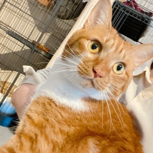 【里親さん決定しました】 (rocky) 豊橋の猫の里親募集｜ジモティー