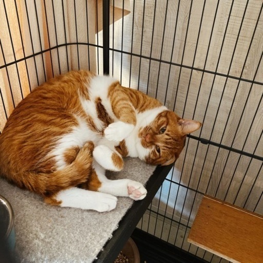 【里親さん決定しました】 (rocky) 豊橋の猫の里親募集｜ジモティー