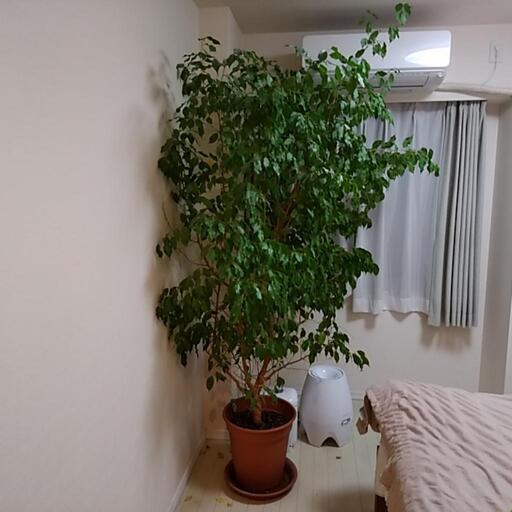 （譲渡先決定済）観葉植物ベンジャミン無料でお譲りします (iz0123) 亀戸の家庭用品《ガーデニング》の中古あげます・譲ります｜ジモティーで ...