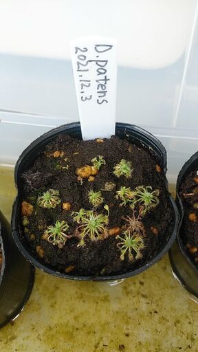 食虫植物Drosera patens ¥800 (高橋勇樹) 愛甲の家庭用品《ガーデニング》の中古あげます・譲ります｜ジモティーで不用品の処分