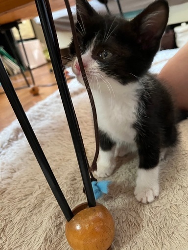 黒ぶちハチワレ子猫 (だんご) 広島の猫の里親募集｜ジモティー