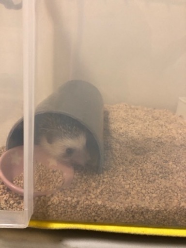 ハリネズミ (m) 松江のその他の里親募集｜ジモティー