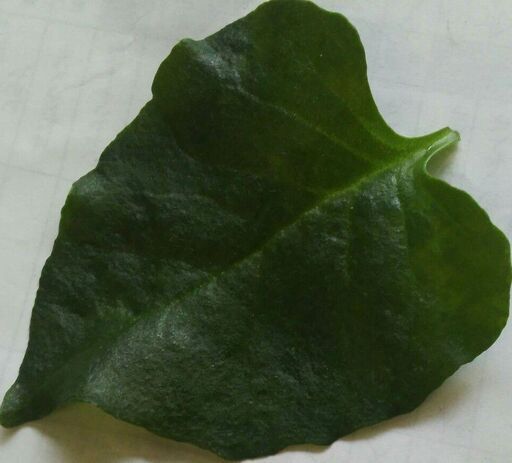 ＜郵送可＞スーパー野菜！ﾂﾙﾑﾗｻｷ科 オカワカメのムカゴ(別名 雲南百薬/雲龍菜/ｱｶｻﾞｶｽﾞﾗ/ぬるっぱ) (minakin) 堺の家庭 ...