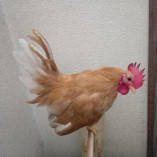 チャボ猩々種オス2羽 (ゴーヤチャンプル) 長崎のその他の里親募集｜ジモティー