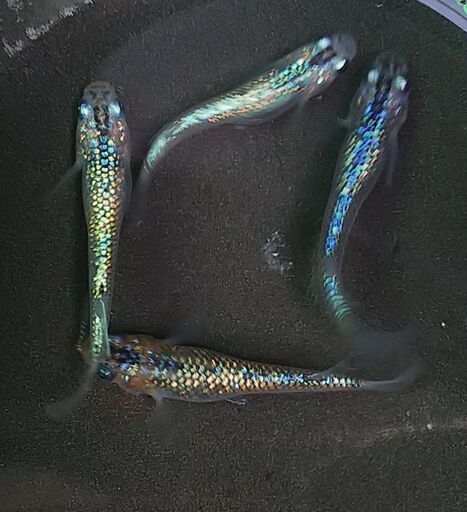 【メダカ】 めだか色々 （10日🆕）10日（祝）500円均一袋もあります (メダカの心) 西向日のその他の中古あげます・譲ります｜ジモティーで ...