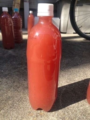 PSB メダカ針子900ml エビオス錠付 (あお) 堀切菖蒲園のその他の中古あげます・譲ります｜ジモティーで不用品の処分