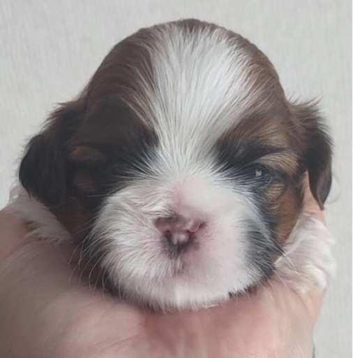 シーズー3太郎目が開きました (まゆさん) 菊池のペットの無料広告・無料掲載の掲示板｜ジモティー