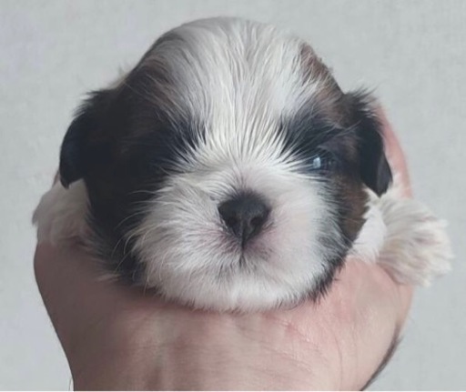 シーズー3太郎目が開きました (まゆさん) 菊池のペットの無料広告・無料掲載の掲示板｜ジモティー