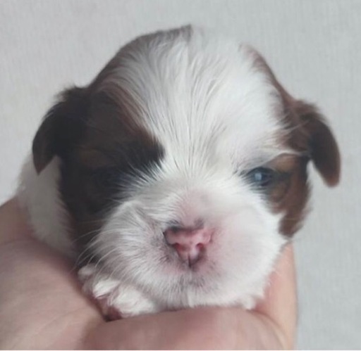 シーズー3太郎目が開きました (まゆさん) 菊池のペットの無料広告・無料掲載の掲示板｜ジモティー