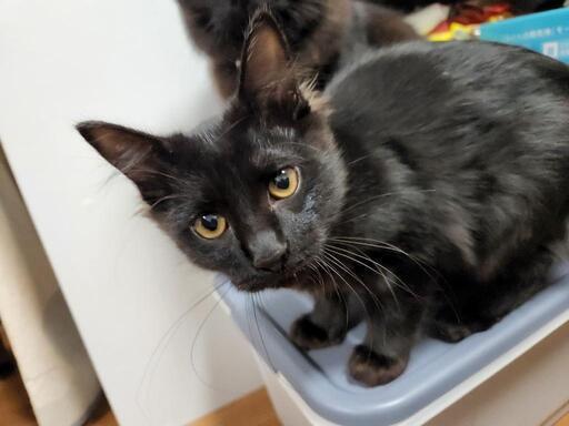 お話中 黒猫ちゃんの家族になってくれる方🙏 ミッキー 川南の猫の里親募集|ジモティー
