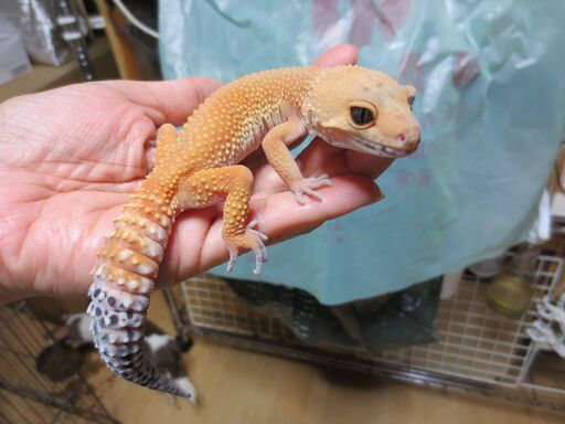 ヒョウモントカゲモドキブラッドタンジェリン♀ (めぐ) 姉ケ崎のその他のペットの無料広告・無料掲載の掲示板｜ジモティー