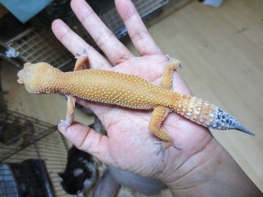 ヒョウモントカゲモドキブラッドタンジェリン♀ (めぐ) 姉ケ崎のその他のペットの無料広告・無料掲載の掲示板｜ジモティー