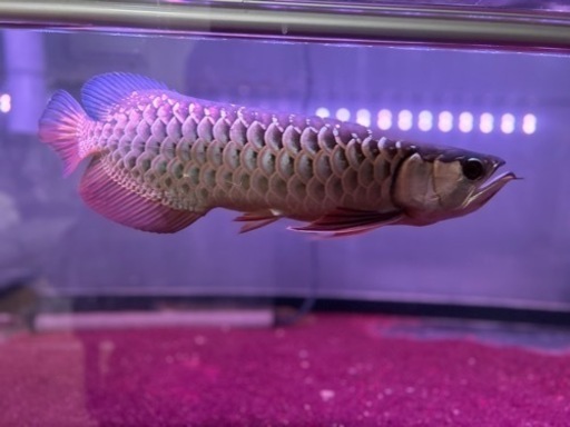 熱帯魚 熱帯魚