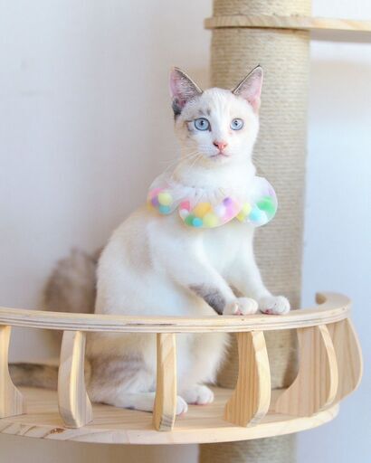 かわいいシャム三毛女子にいいご縁を（^^ (うに) 土浦の猫の里親募集｜ジモティー