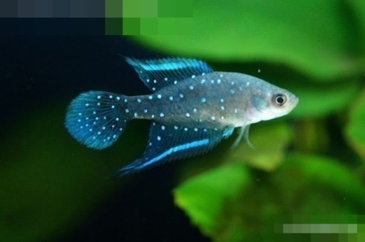 スペクトロレビアス、チャコエンシス(卵生メダカ)ペア若魚 (ノリヲ) 山陽女学園前のその他の中古あげます・譲ります｜ジモティーで不用品の処分