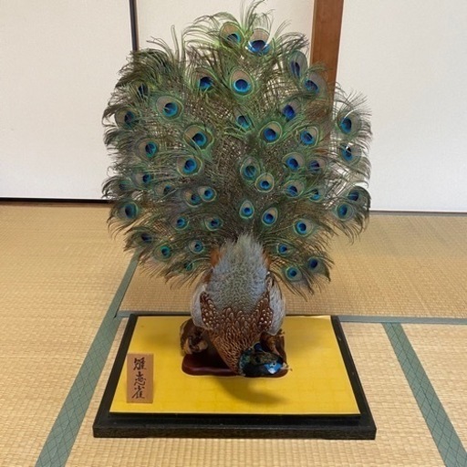 孔雀?の剥製 孔雀?の剥製