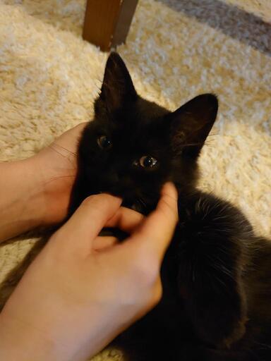 【譲渡決まりました】モフモフの黒猫ちゃん ニコmama 国分の猫の里親募集|ジモティー