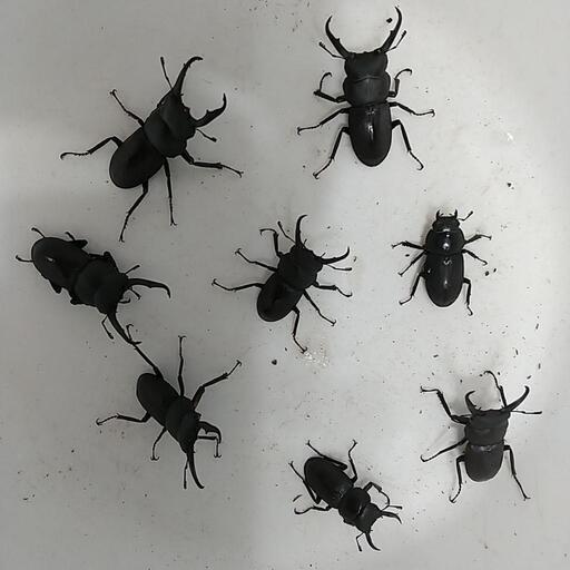 天然採取個体。コクワカタ小さめ個体。雄7匹、メス1匹のセット。 (よしくん) 林崎松江海岸の家具の中古あげます・譲ります｜ジモティーで不用品の処分