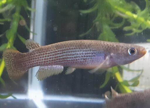 卵生メダカ超特価『Rivulus sp Belem』若ペア (がずちゃん) 横浜のその他の中古あげます・譲ります｜ジモティーで不用品の処分
