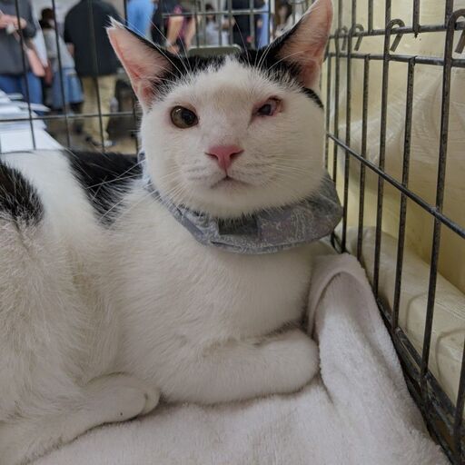 カゼで結膜が癒着、とてもおっとりさんの白黒のむっちゃん (ねこらいく) 名古屋の猫の里親募集｜ジモティー