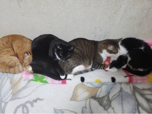 人間も猫も大好きな女の子 (MAX) 小田原の猫の里親募集｜ジモティー