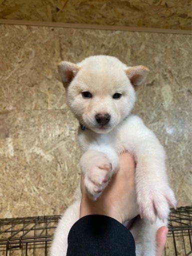 白豆柴女の子リニューアルオープン記念価格12万円 (MaGyo) 飯塚の犬の無料広告・無料掲載の掲示板｜ジモティー
