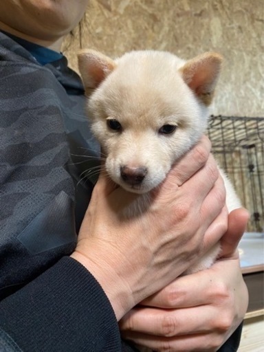 白豆柴女の子リニューアルオープン記念価格12万円 (MaGyo) 飯塚の犬の無料広告・無料掲載の掲示板｜ジモティー