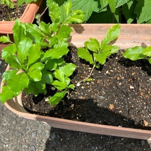 生活雑貨 家庭用品 ガーデニング (ばーば) 修学院の家庭用品《ガーデニング》の中古あげます・譲ります｜ジモティーで不用品の処分