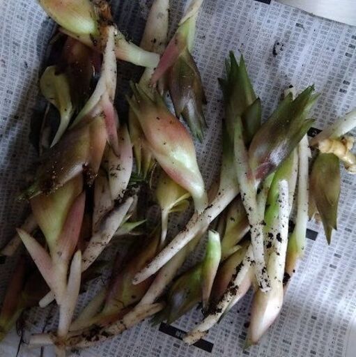 ミョウガ苗6本(＋α)5枚目がサンプル (minakin) 浜寺公園の家庭用品《ガーデニング》の中古あげます・譲ります｜ジモティーで不用品の処分