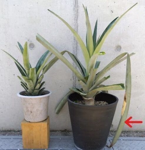 パイナップル苗、発根済クラウン (minakin) 堺の家庭用品《ガーデニング》の中古あげます・譲ります｜ジモティーで不用品の処分