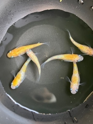 Mixメダカ (okaki) 生駒のその他の中古あげます・譲ります｜ジモティーで不用品の処分