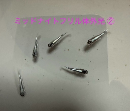 ミッドナイトフリル体外光 ② (Ray) 各務原市役所前のその他の中古あげます・譲ります｜ジモティーで不用品の処分