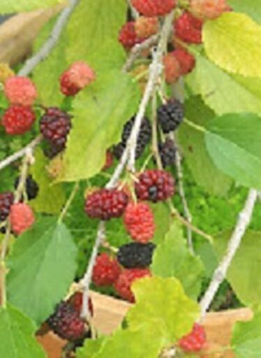 マルベリー苗桑 (minakin) 堺の家庭用品《ガーデニング》の中古あげます・譲ります｜ジモティーで不用品の処分